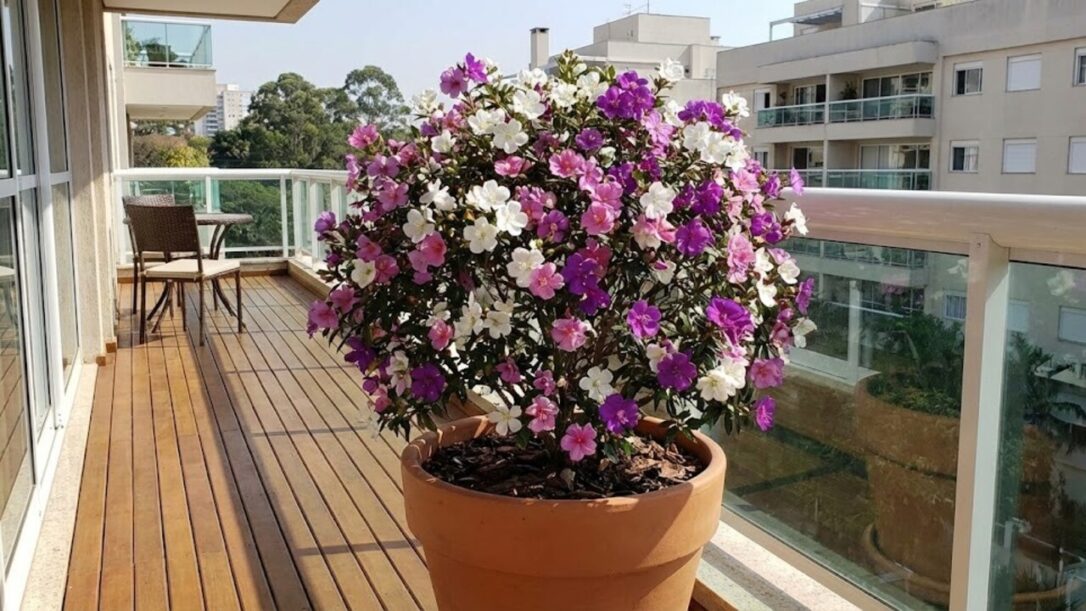 Nem rosa, nem lilás: conheça a flor que muda de cor e deixa seu jardim ...